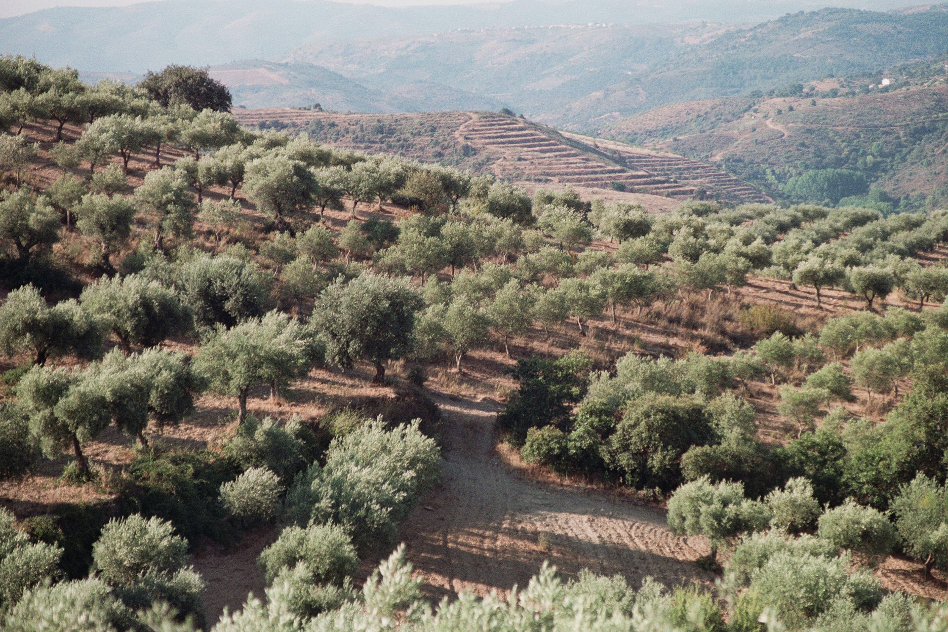 Quente Verde – Olive Oil, Almonds & Honey from Trás-os-Montes, Portugal